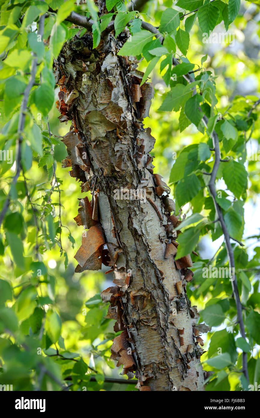 River birch hi-res stock photography and images - Alamy