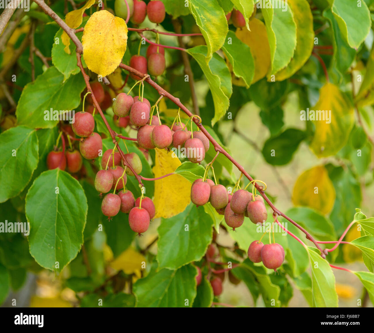 Tara Vine, Bower Actinidia, Mini Kiwi (Actinidia arguta 'Weiki ...
