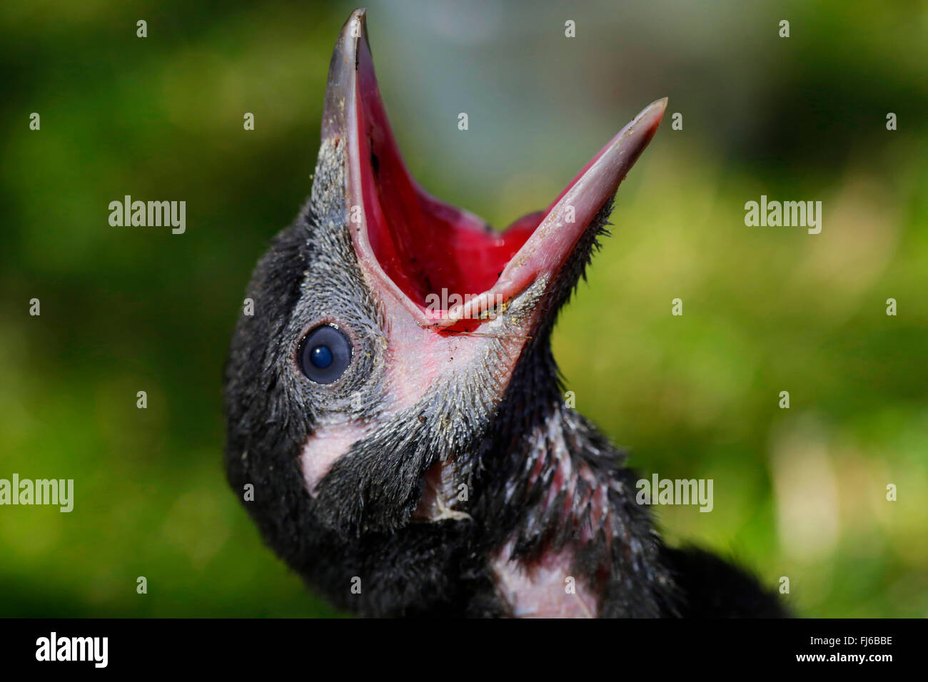 black-billed magpie (Pica pica), young bird begging for feed, portrait ...
