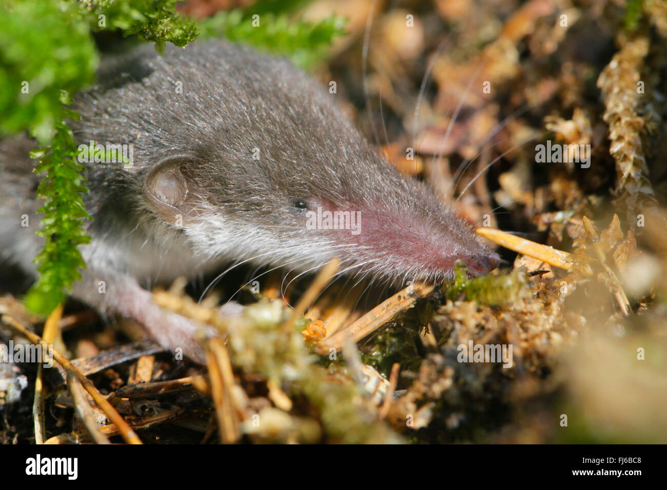lesser white-toothed shrew (Crocidura suaveolens), young animal, head ...