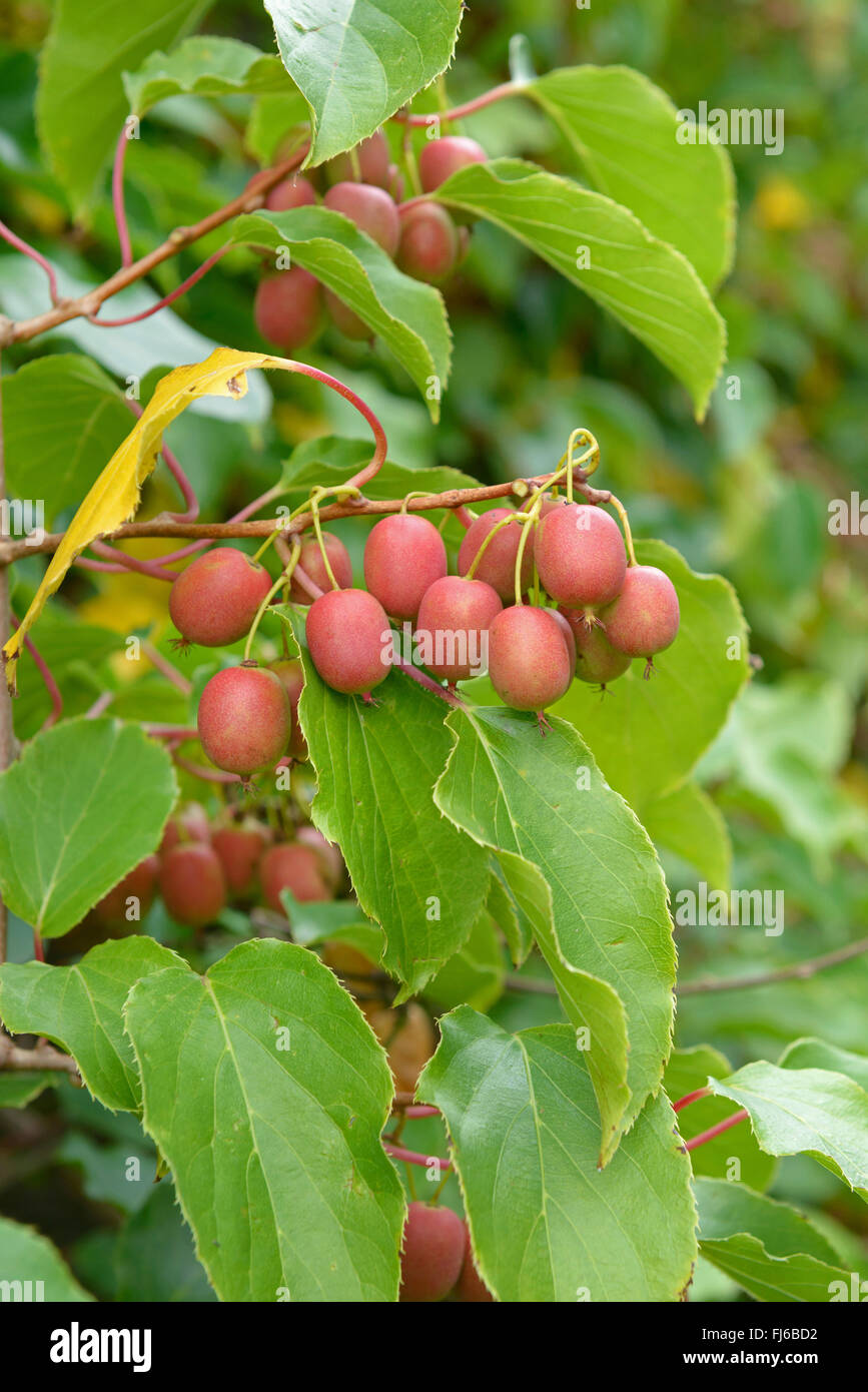 Tara Vine, Bower Actinidia, Mini Kiwi (Actinidia arguta 'Weiki ...