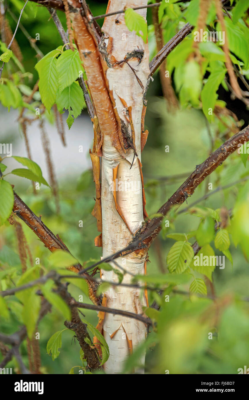 Fascination nature hi-res stock photography and images - Alamy