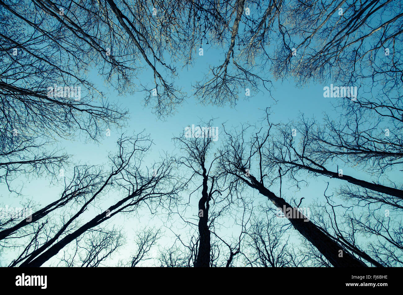 group of trees under view Stock Photo - Alamy