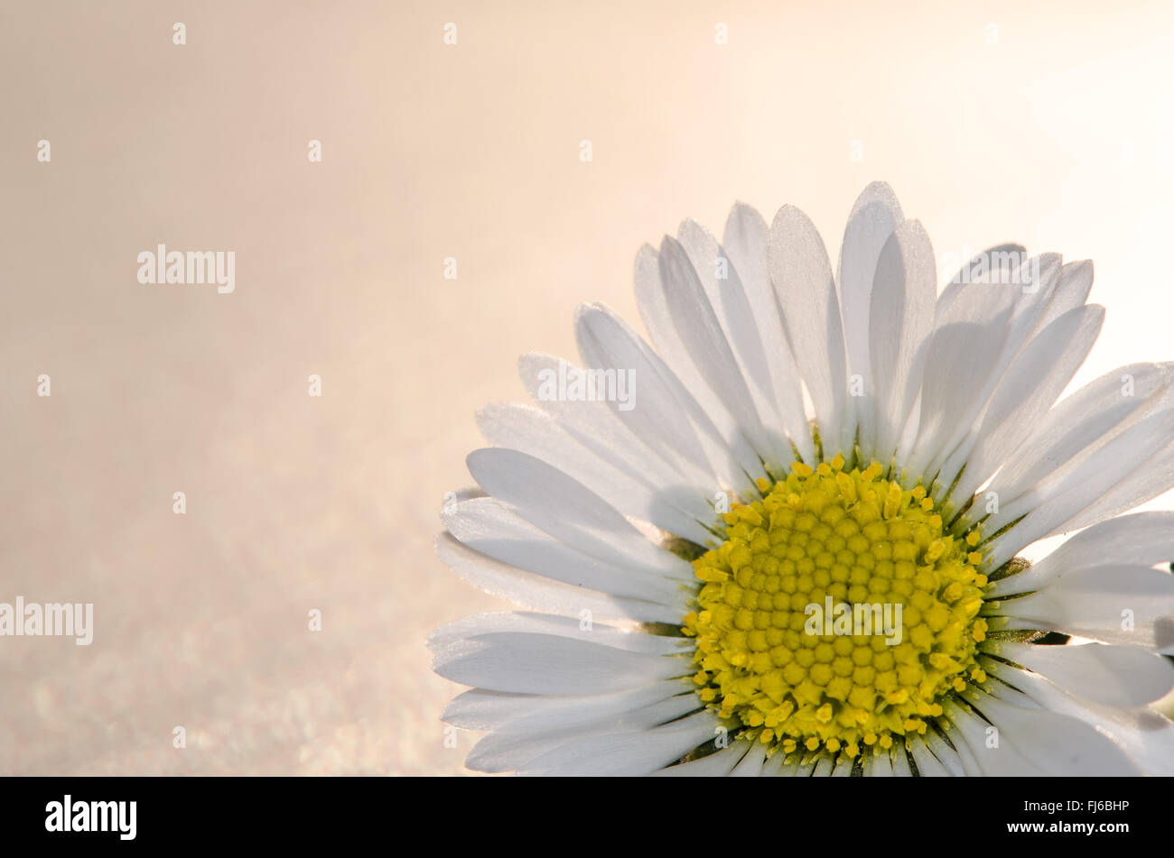 detail of daisy macro image Stock Photo - Alamy