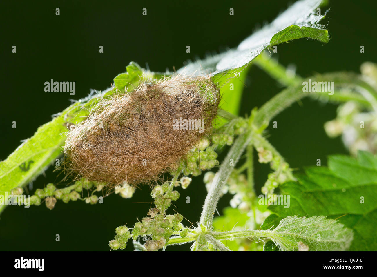 Larva spilosoma hi-res stock photography and images - Alamy