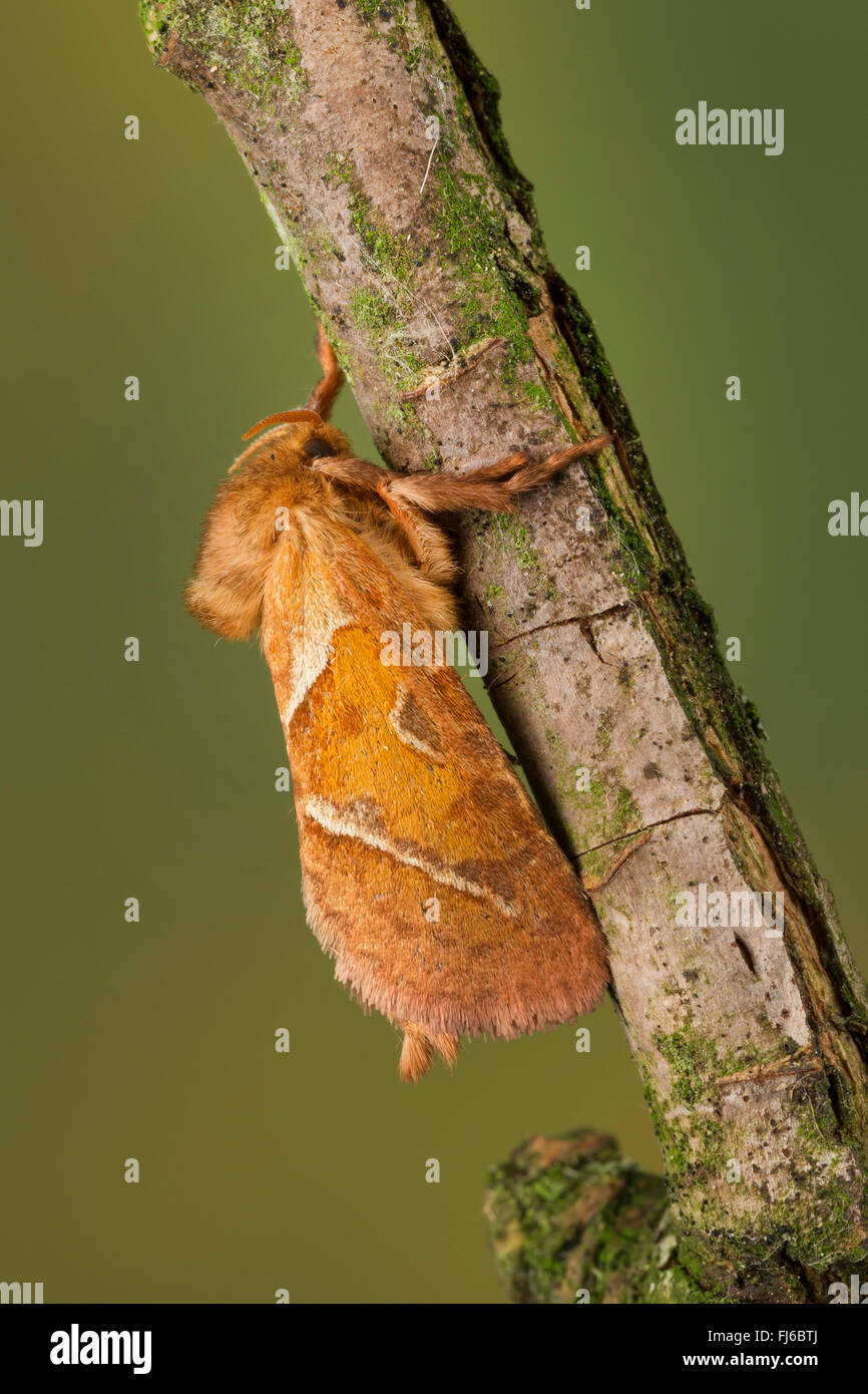 Orange Swift (Triodia sylvina, Triodia reducta, Triodia pallida), on ... Orange Swift (Triodia sylvina, Triodia reducta, Triodia pallida), on ...