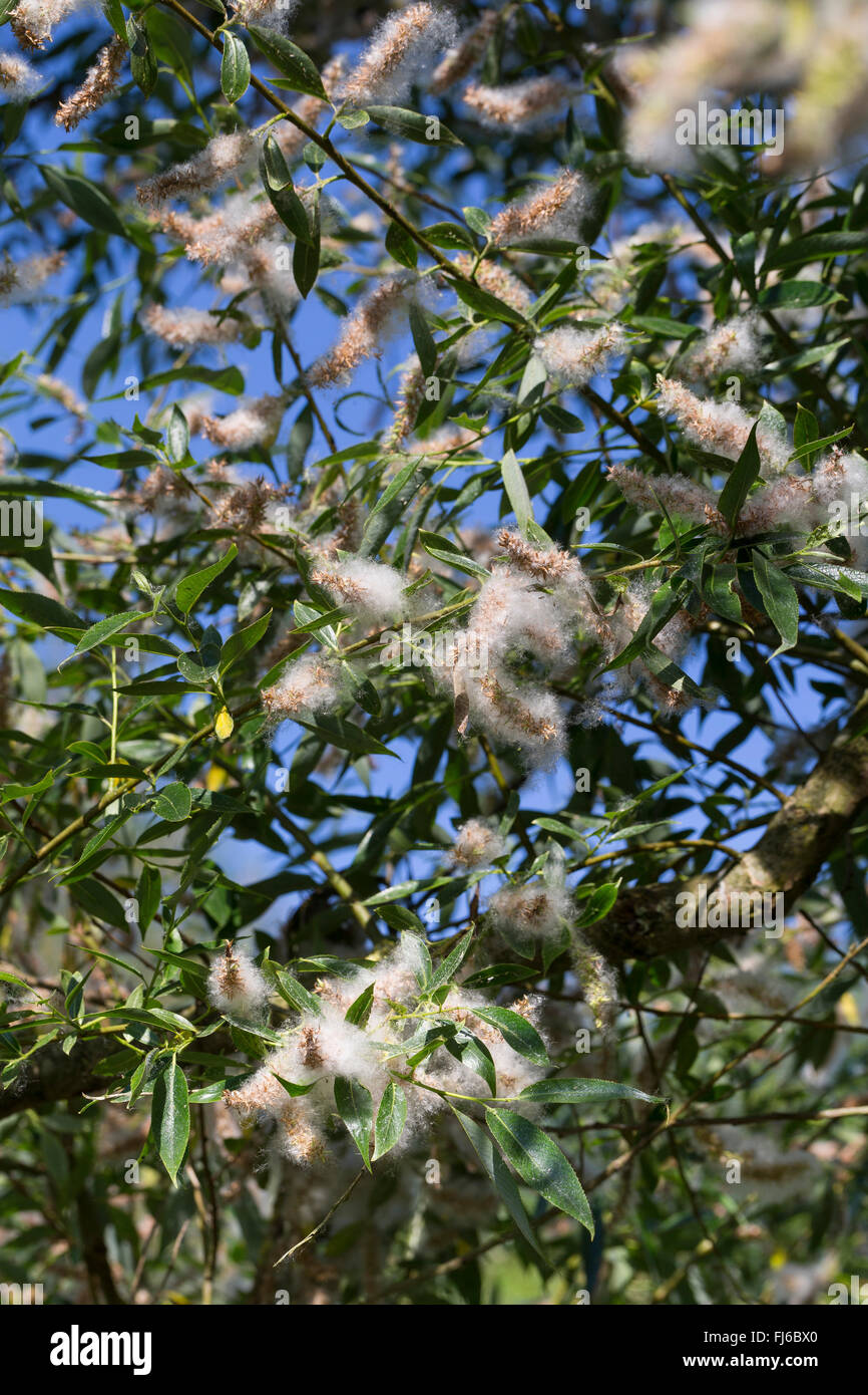 White willow (Salix alba), branch with fruits, Germany Stock Photo - Alamy