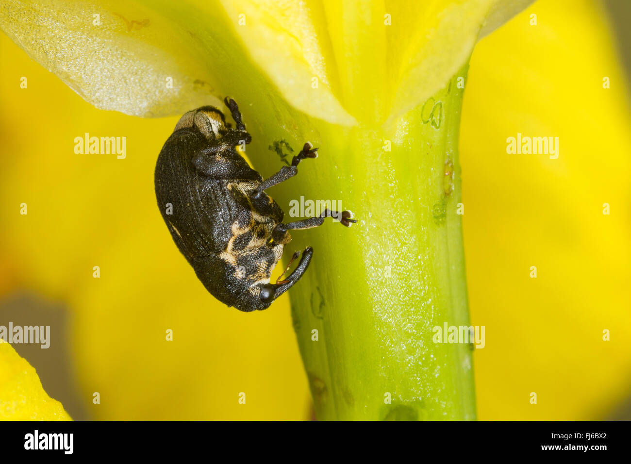 Iris seeds weevil (Mononychus punctumalbum, Mononychus punctum-album ...