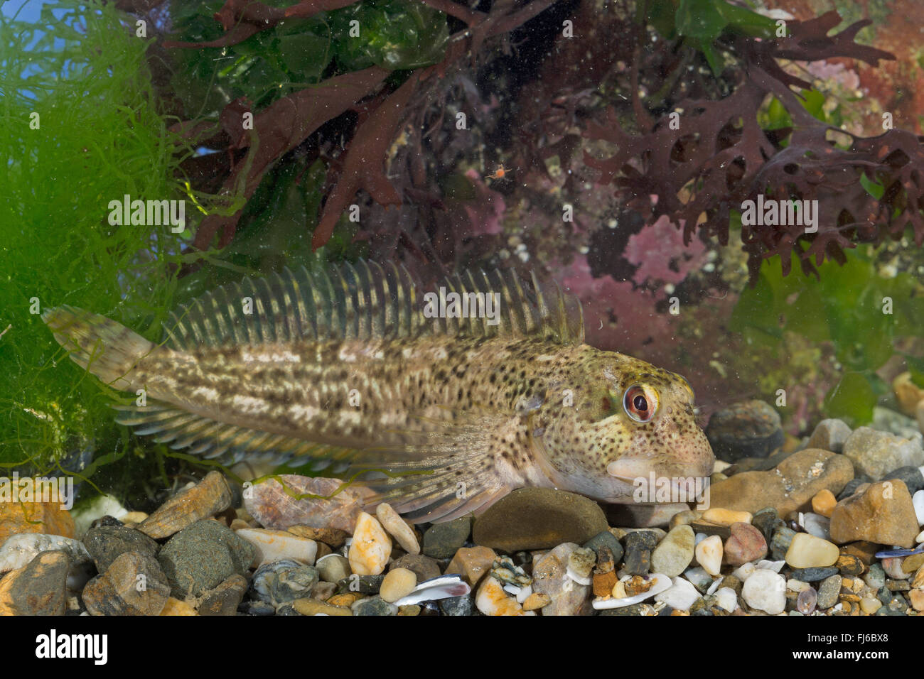 Shanny hi-res stock photography and images - Alamy