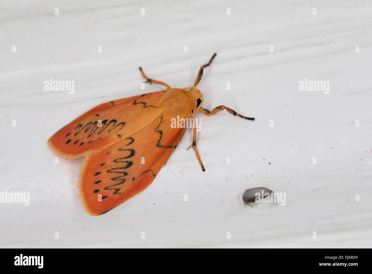 Rosy footman moth hi-res stock photography and images - Alamy