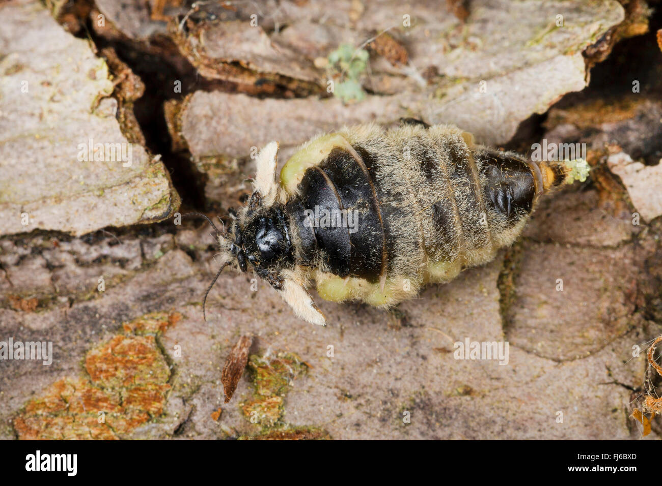 vapourer moth, common vapourer, rusty tussock moth (Orgyia antiqua ...
