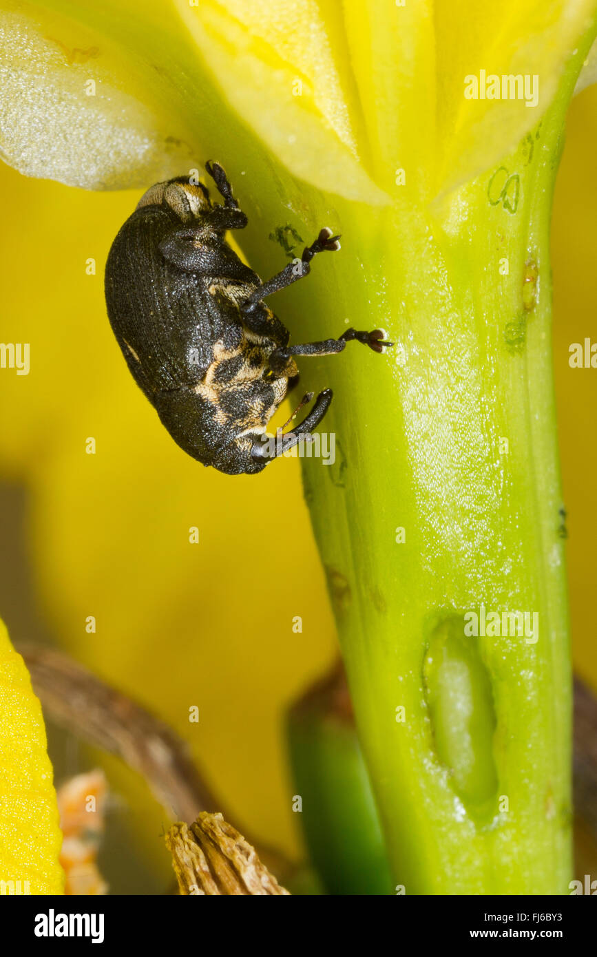 Iris seeds weevil (Mononychus punctumalbum, Mononychus punctum-album ...
