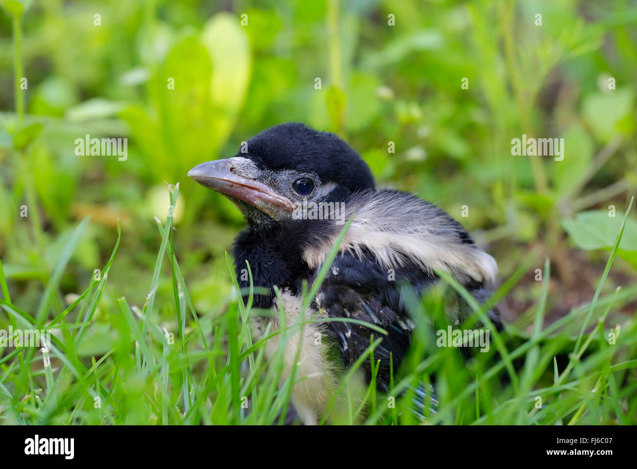 Baby magpies hi-res stock photography and images - Alamy
