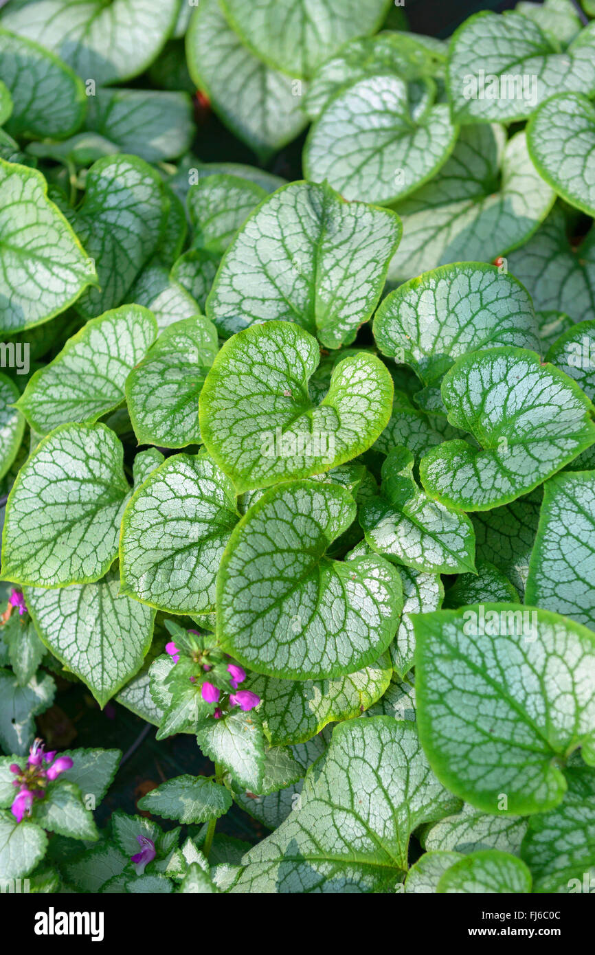 Heartleaf brunnera, Siberian bugloss (Brunnera macrophylla 'Jack Frost ...