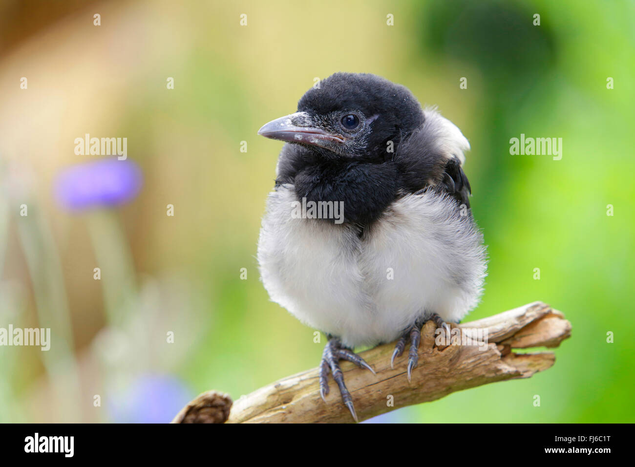 black-billed magpie (Pica pica), young bird sitting on a branch ...