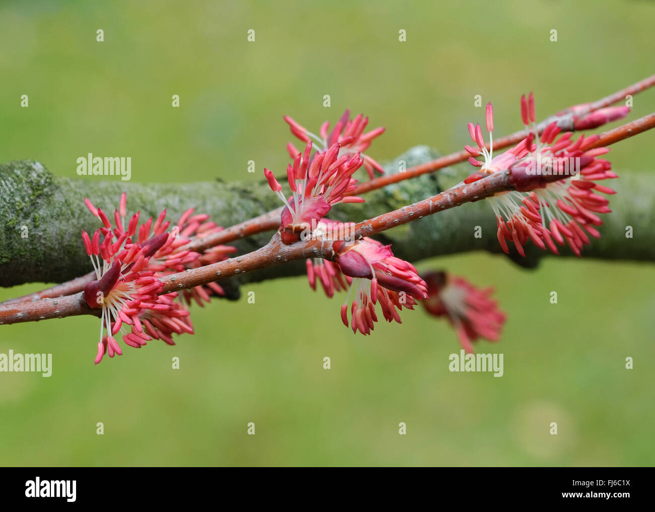 katsura tree (Cercidiphyllum japonicum), branch with male flowers ...