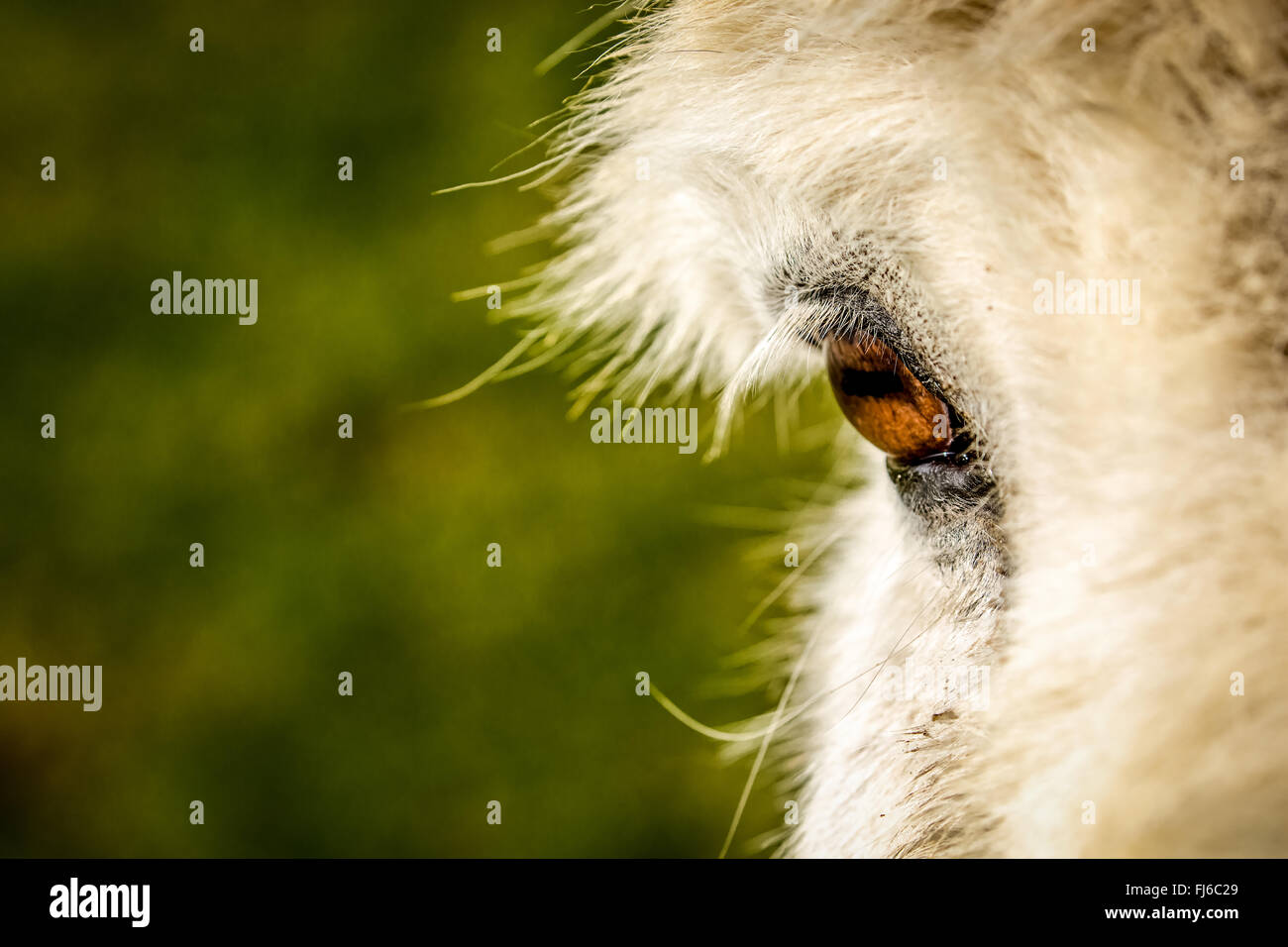 Close up donkeys eye hi-res stock photography and images - Alamy