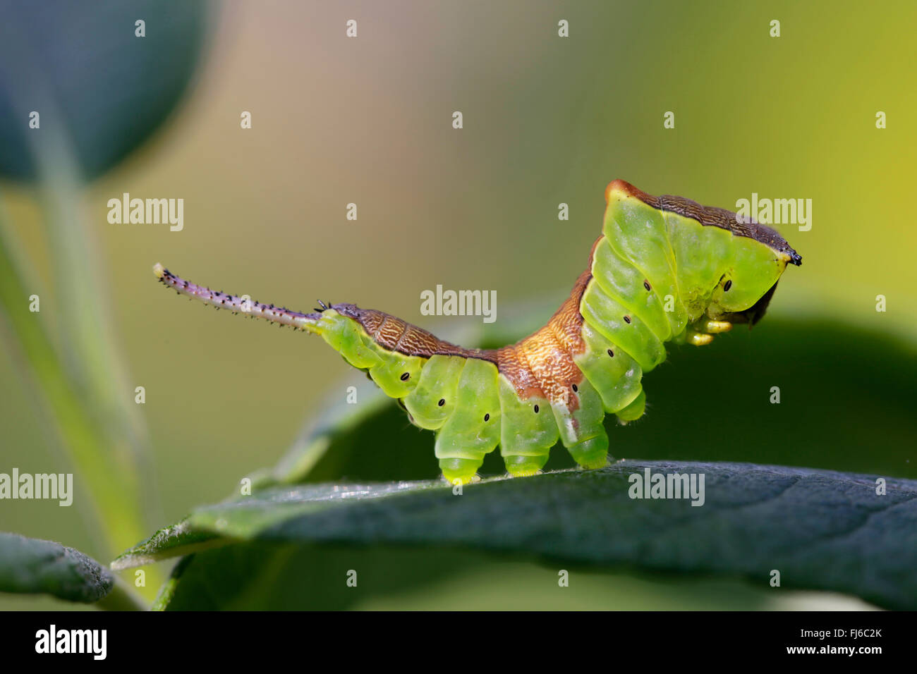 Butterfly position hi-res stock photography and images - Alamy