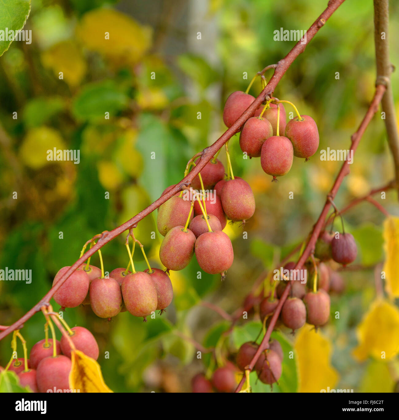 Mini kiwi hi-res stock photography and images - Alamy