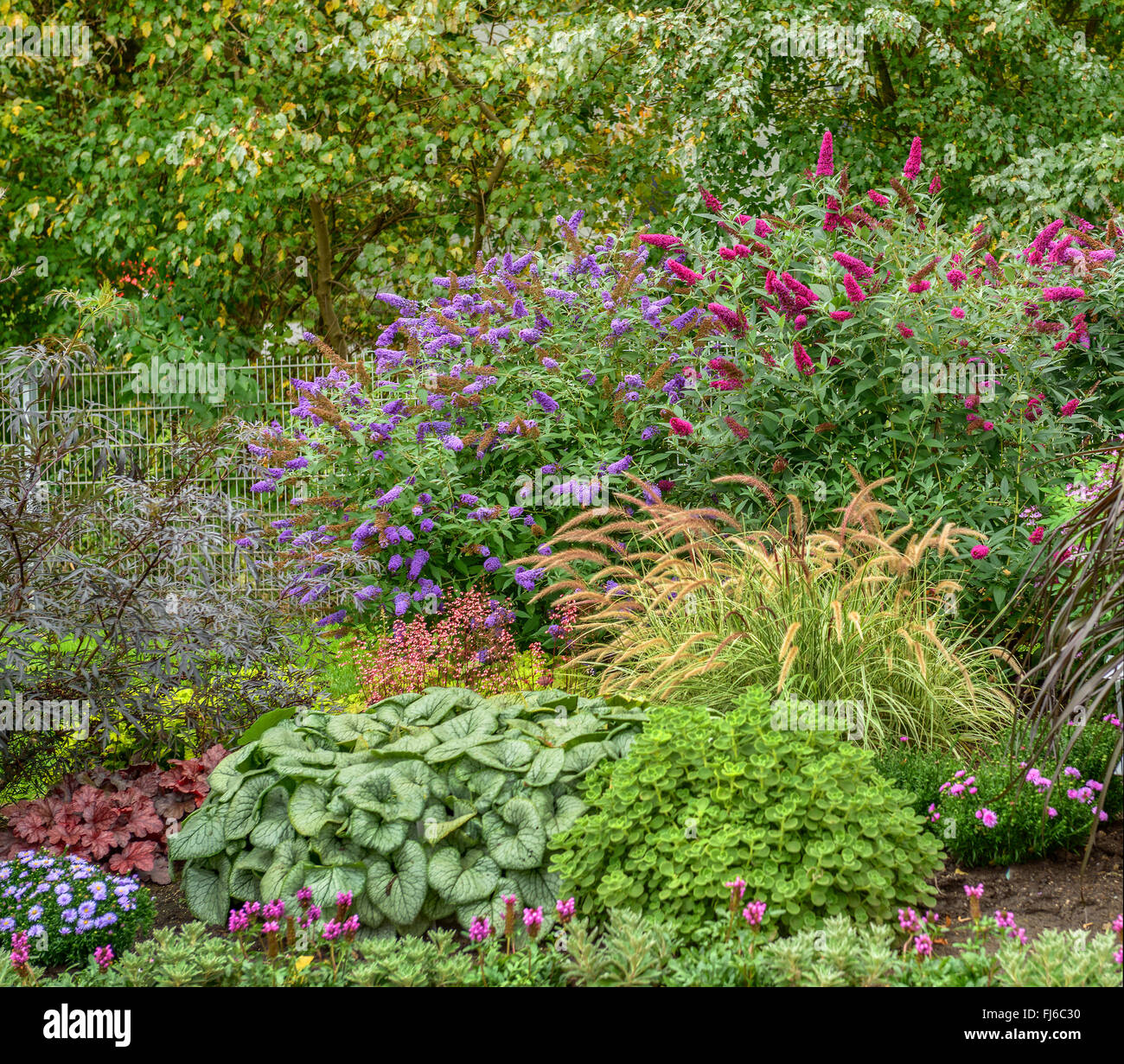 Butterfly bush, Violet butterfly bush, Summer lilac, Butterfly-bush ...