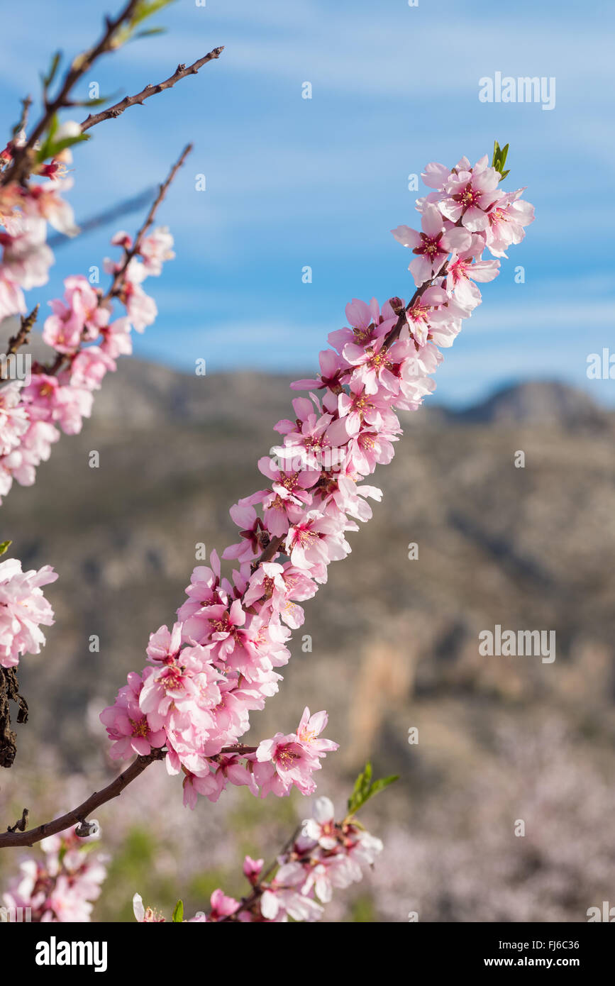 Pink flowering almond tree branch against blue sky Stock Photo - Alamy