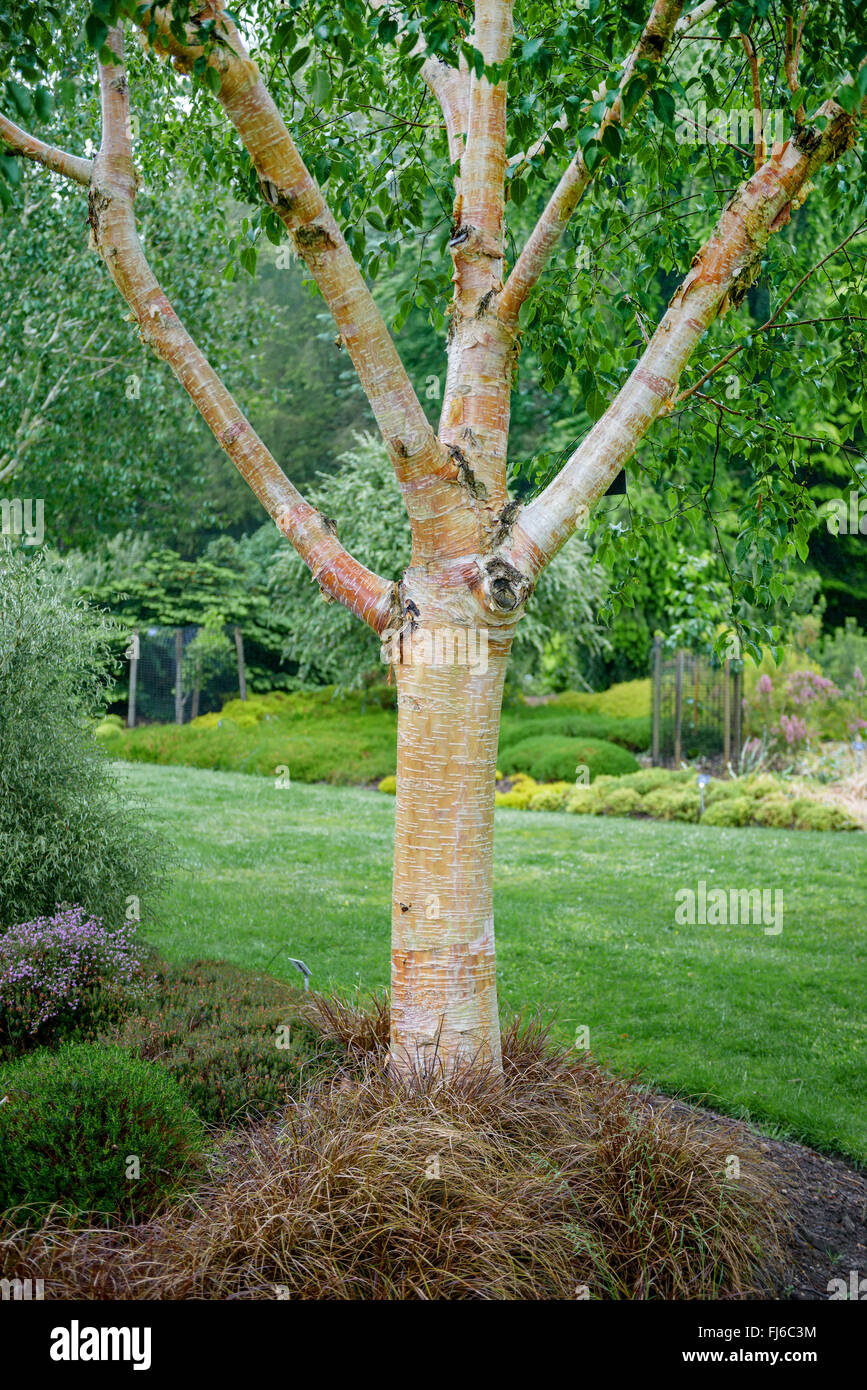 Downy birch trees hi-res stock photography and images - Alamy