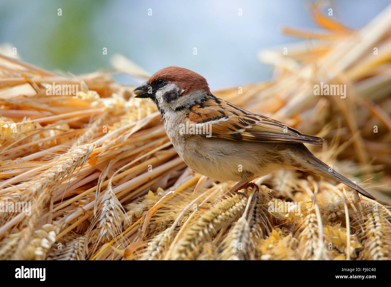 Eurasian tree sparrow (Passer montanus), getting grains from ears ...