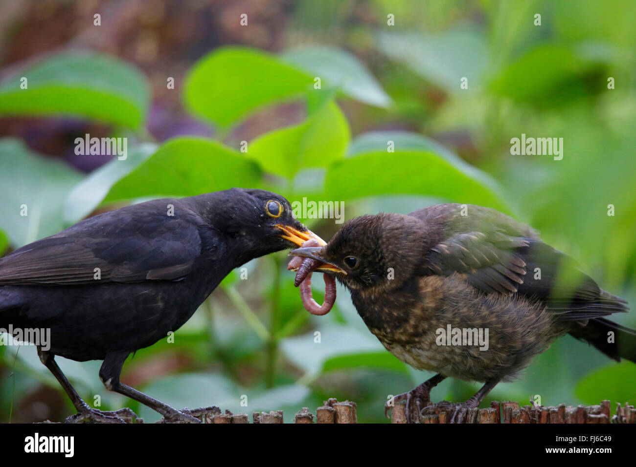 blackbird (Turdus merula), male passing an earth worm on to young bird ...