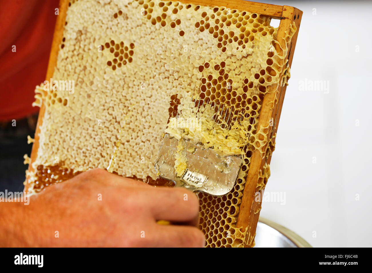 honey bee, hive bee (Apis mellifera mellifera), beemaster removing wax ...