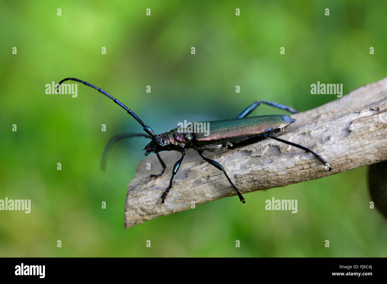 musk beetle (Aromia moschata), male on deadwood, side view, Germany ...