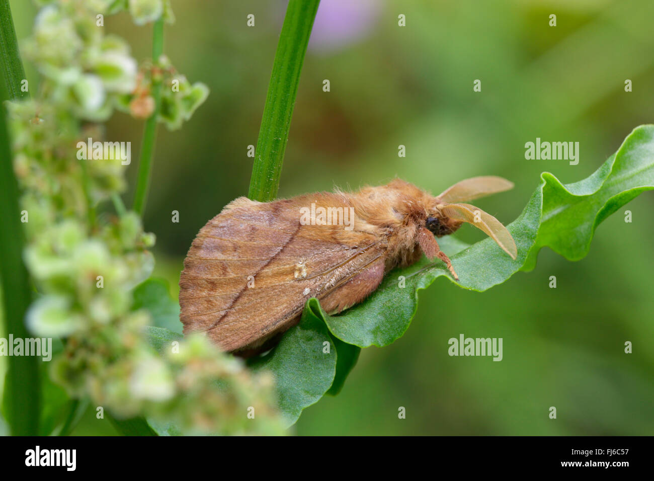 The Drinker (Philudoria potatoria, Euthrix potatoria), male in resting ...