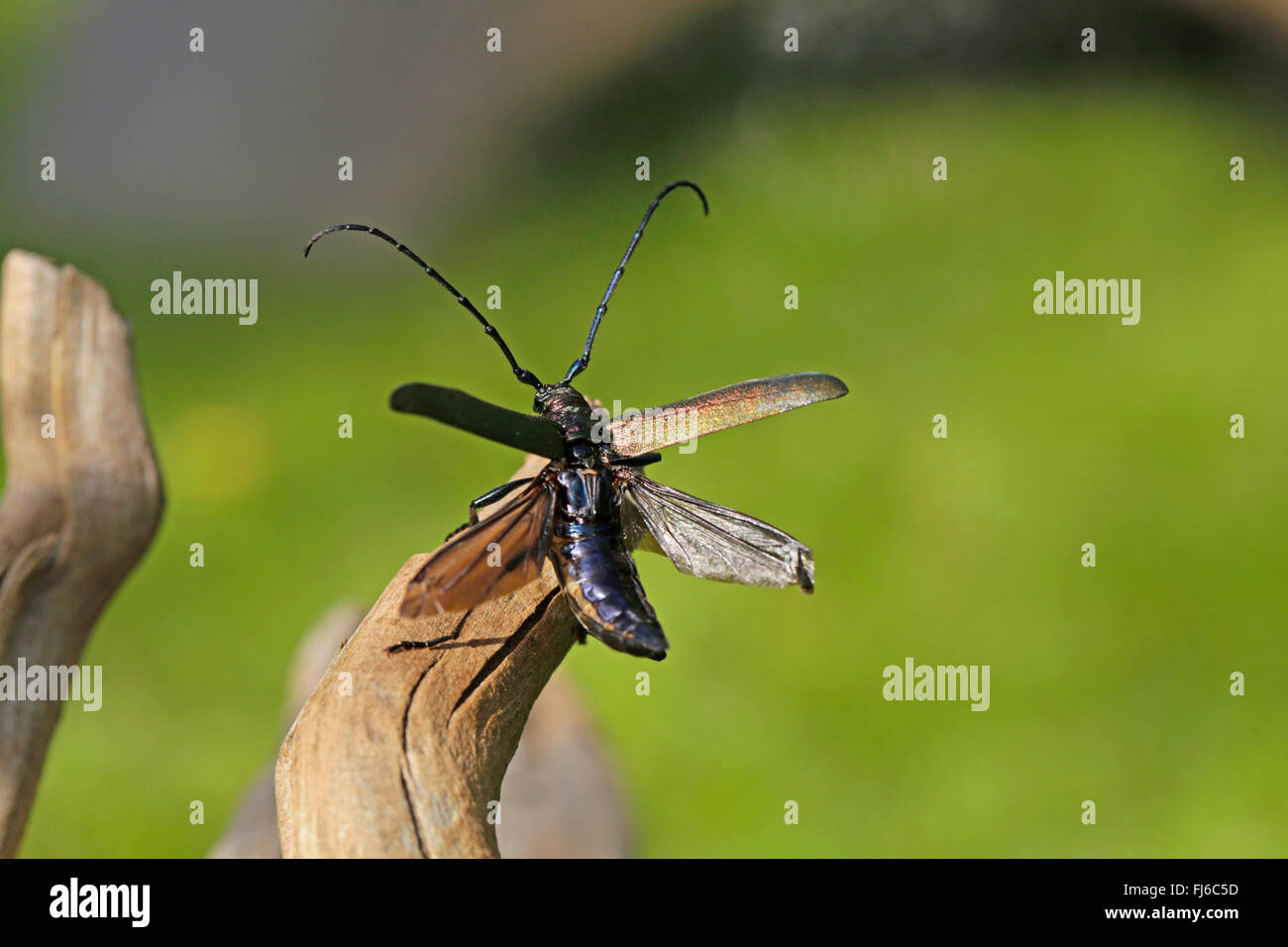 musk beetle (Aromia moschata), male starting from deadwood, Germany ...