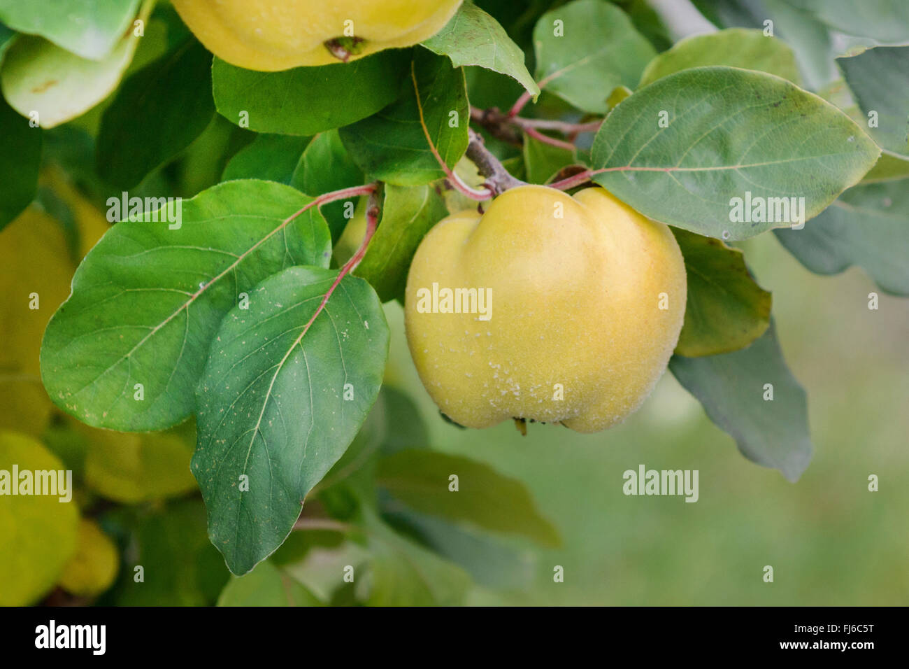 Common quince (Cydonia oblonga 'Konstantinopeler', Cydonia oblonga ...