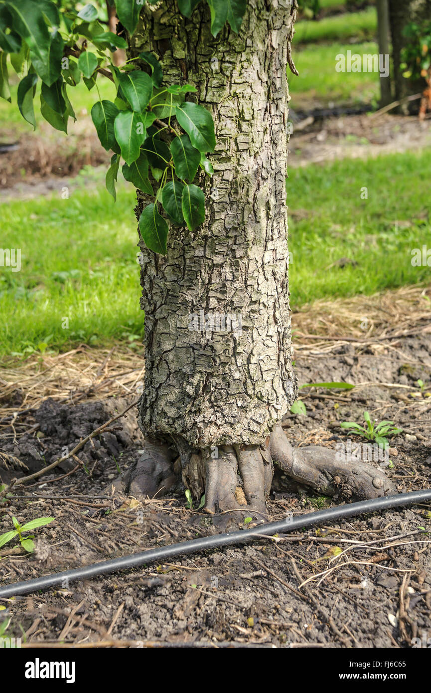 Conference pear tree hi-res stock photography and images - Alamy