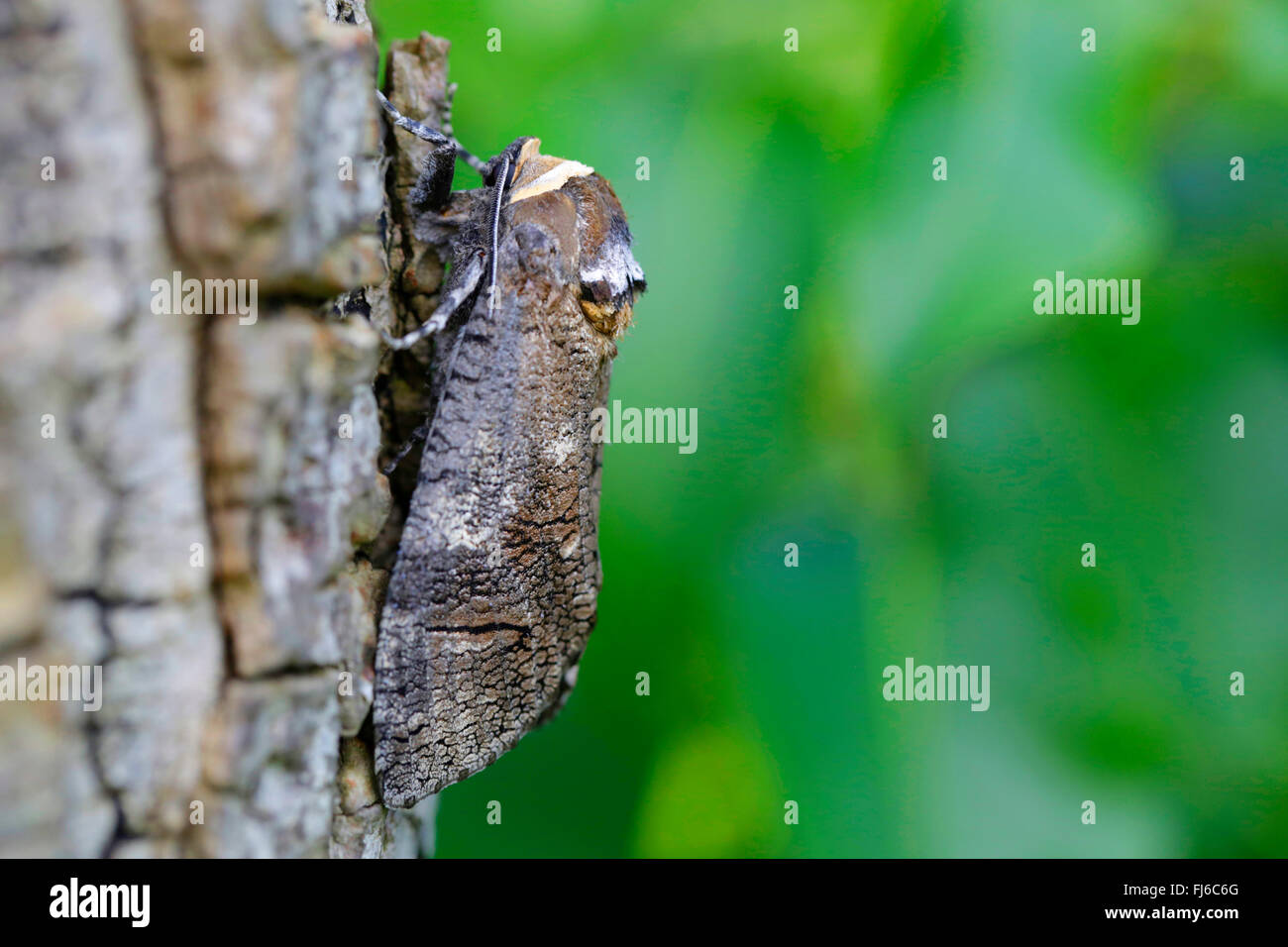 Goat Moth (Cossus cossus), female sitting at bork, Germany, Bavaria ...
