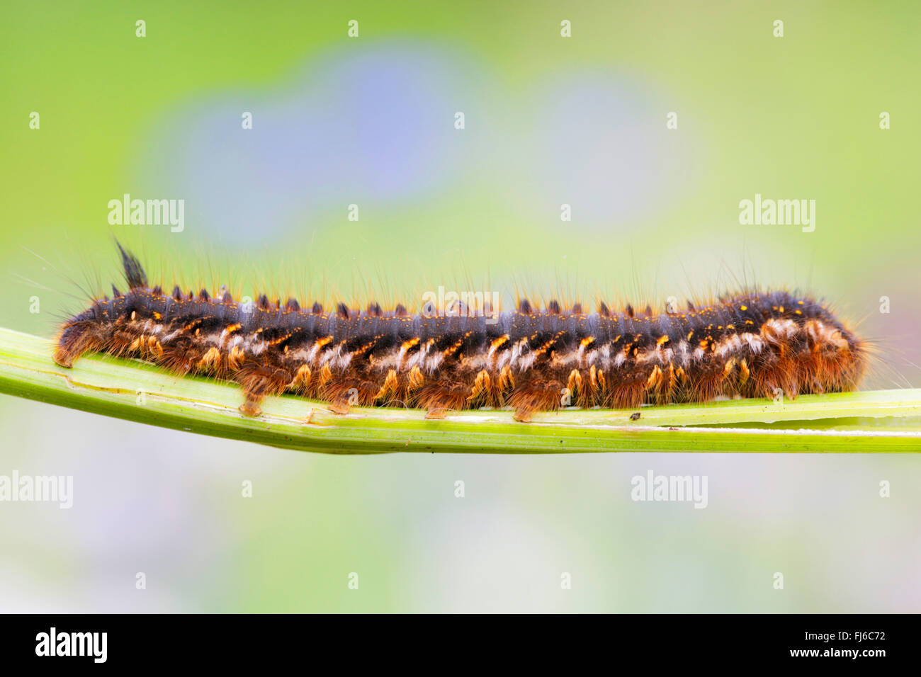The Drinker (Philudoria potatoria, Euthrix potatoria), adult ...