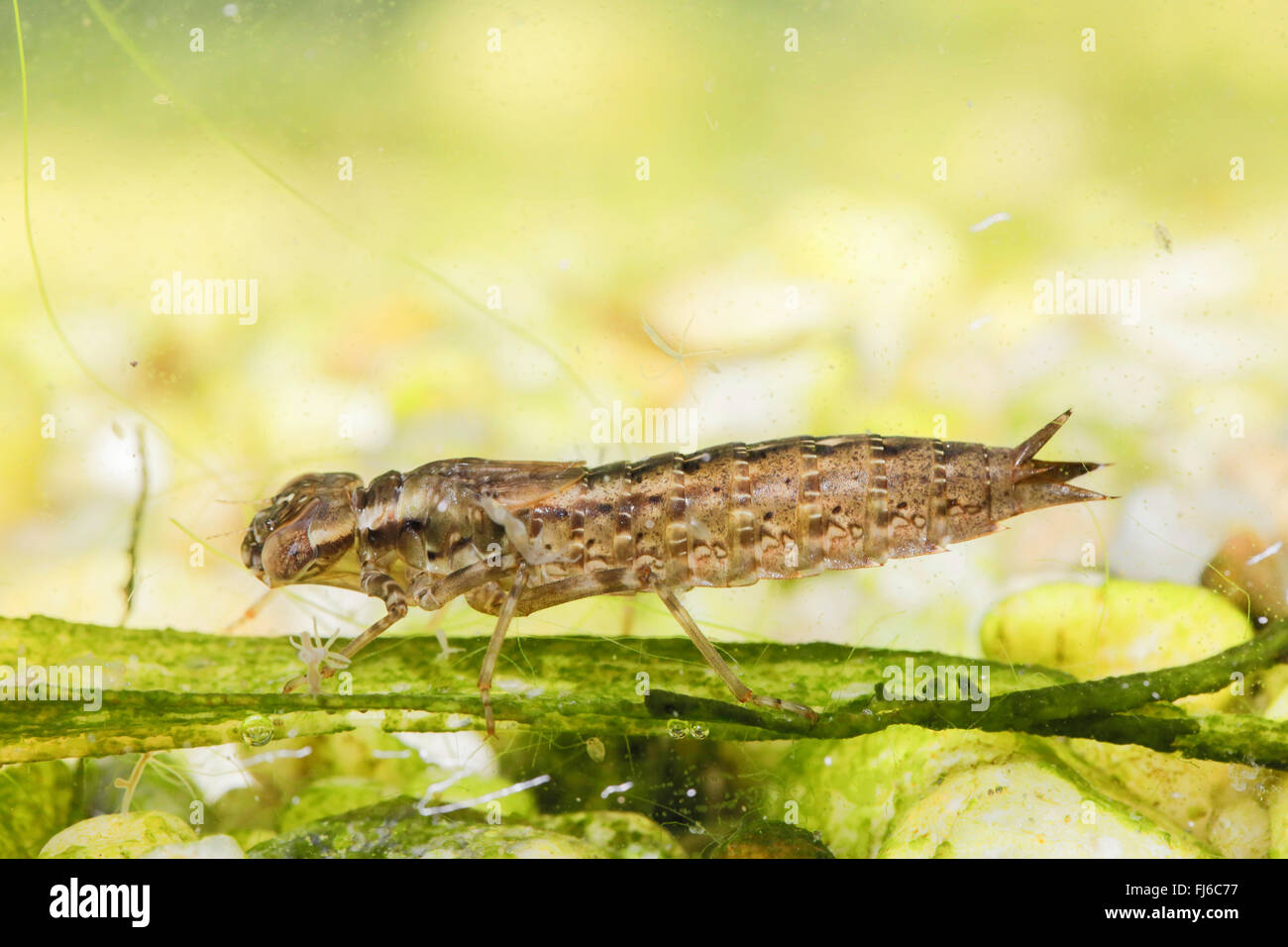 blue-green darner, southern aeshna, southern hawker (Aeshna cyanea ...