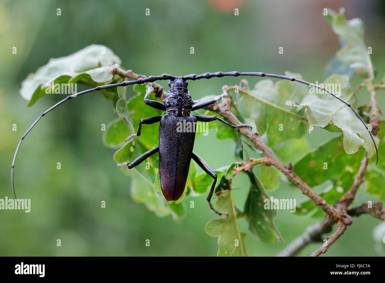 great capricorn beetle, oak cerambyx (Cerambyx cerdo), male on an oak ...