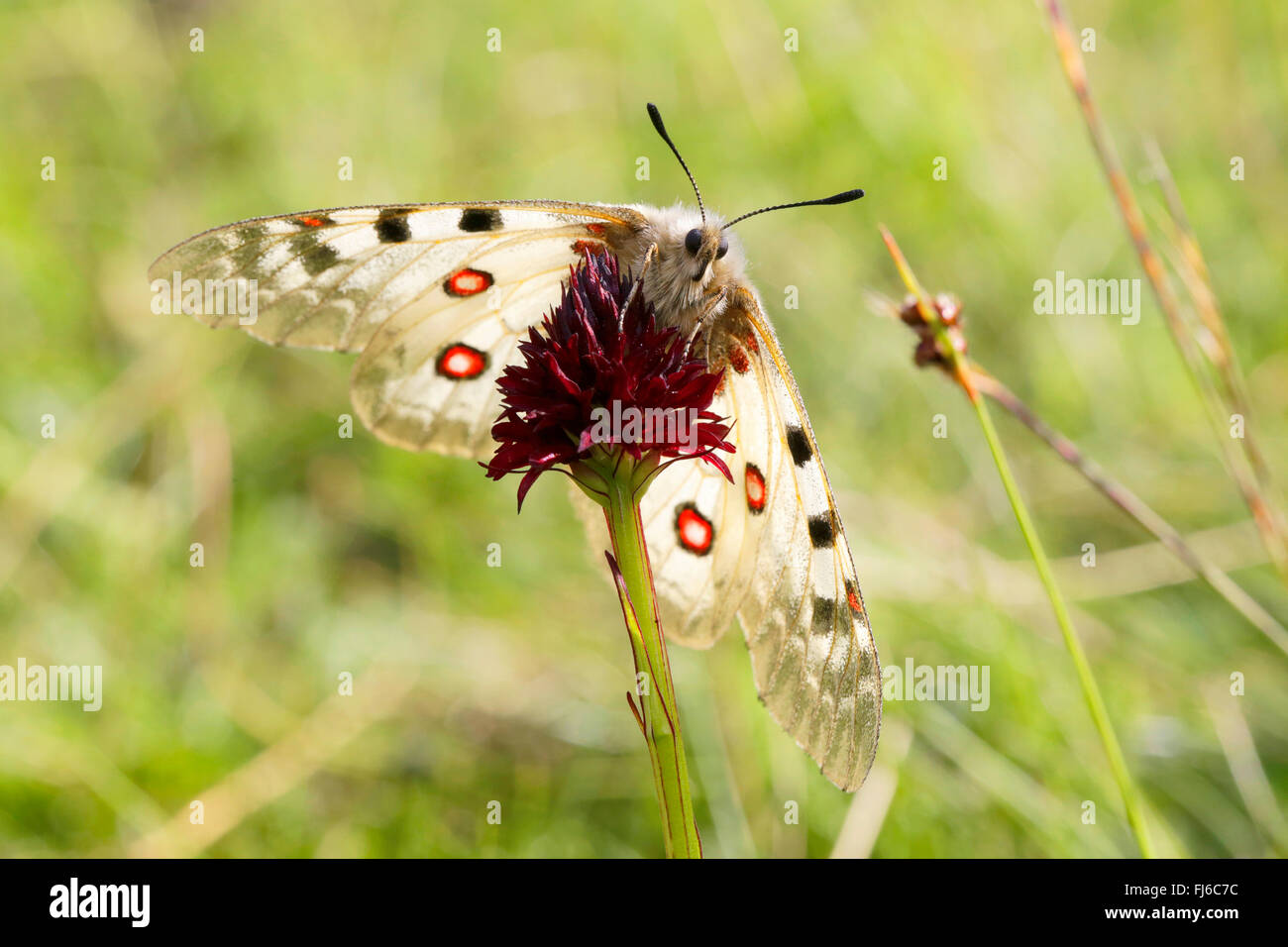 Phoebus Apollo, Small Apollo (Parnassius phoebus), female on Vanilla ...