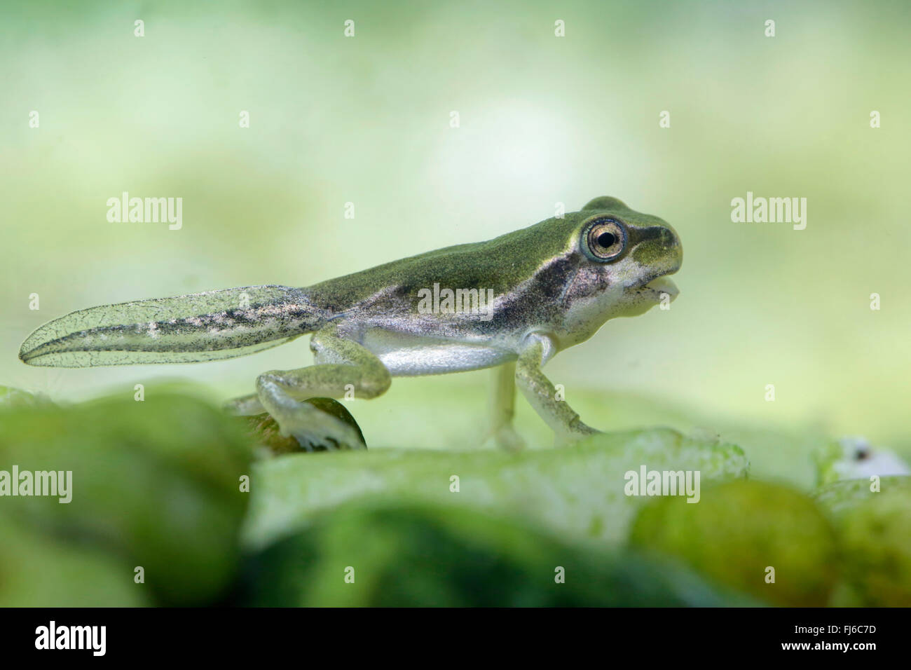 Frog larva hi-res stock photography and images - Alamy