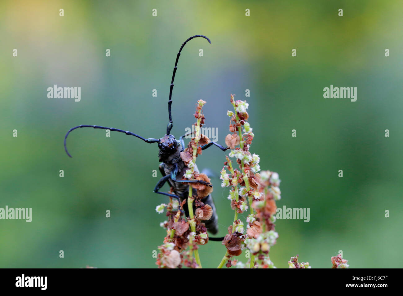 musk beetle (Aromia moschata), male sitting on an infructescence of a ...