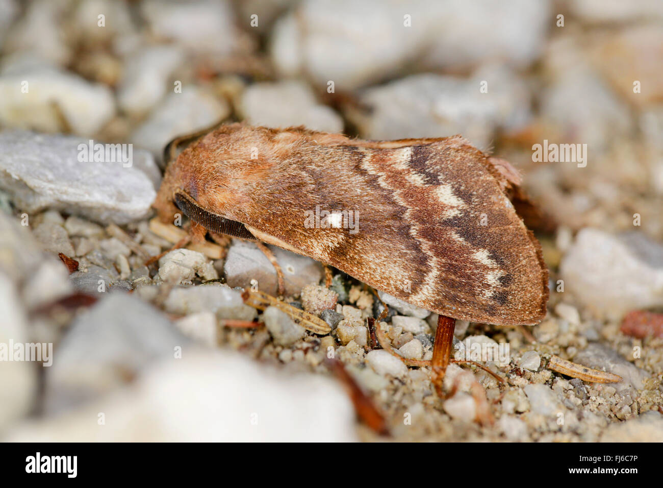 pine lappet, pine-tree lappet, European pine moth (Dendrolimus pini ...