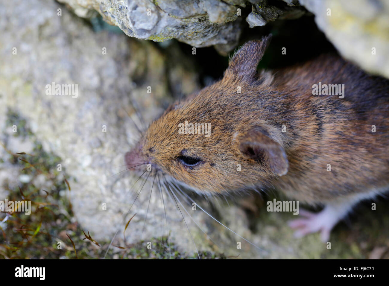 wood mouse, long-tailed field mouse (Apodemus sylvaticus), looking out ...
