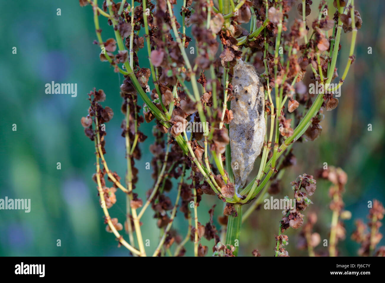 The Drinker (Philudoria potatoria, Euthrix potatoria), cocoon in a ...