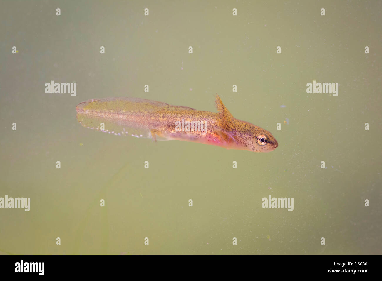 smooth newt (Triturus vulgaris, Lissotriton vulgaris ), young larva in ...