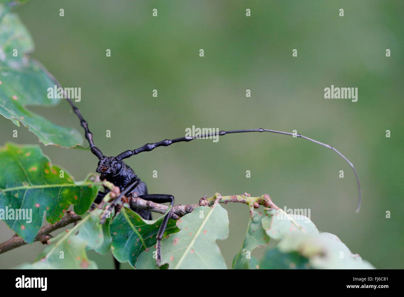 great capricorn beetle, oak cerambyx (Cerambyx cerdo), sitting on an ...