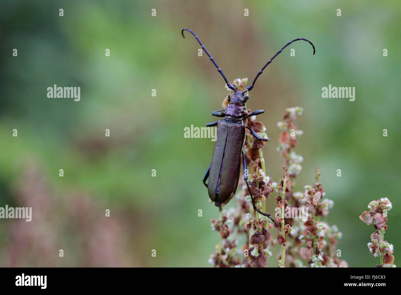 musk beetle (Aromia moschata), male sitting on an infructescence of a ...
