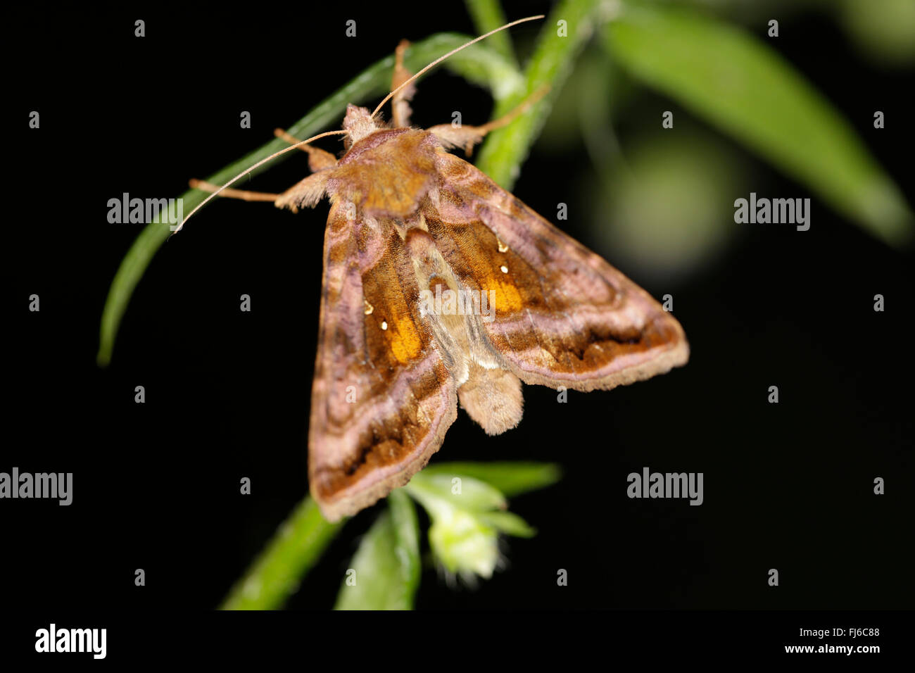 beautiful golden Y (Autographa pulchrina), male, Germany, Bavaria ...