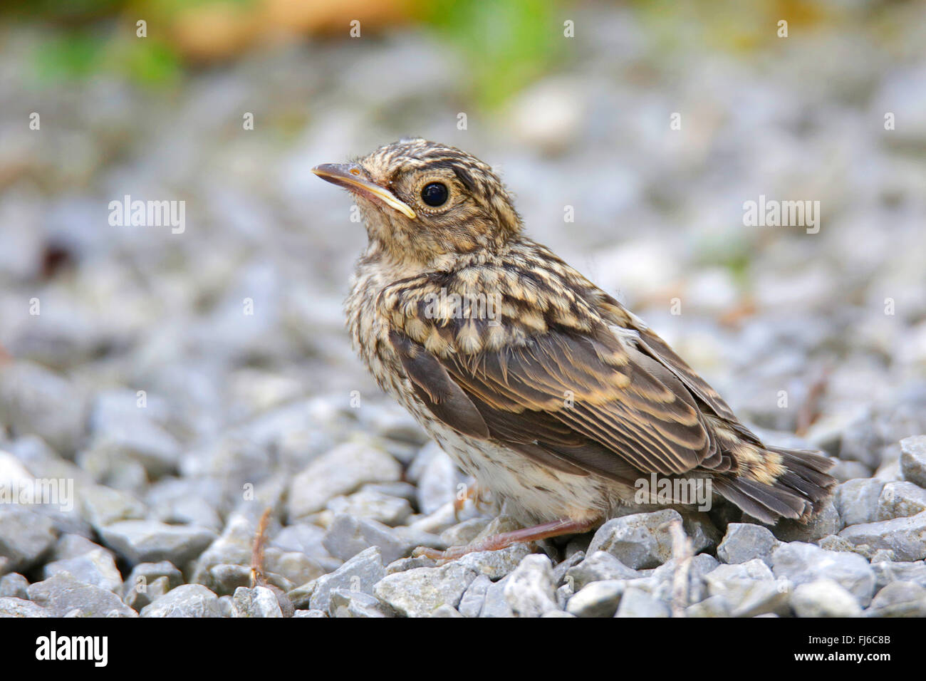 spotted flycatcher (Muscicapa striata), fledges squeaker, Germany ...
