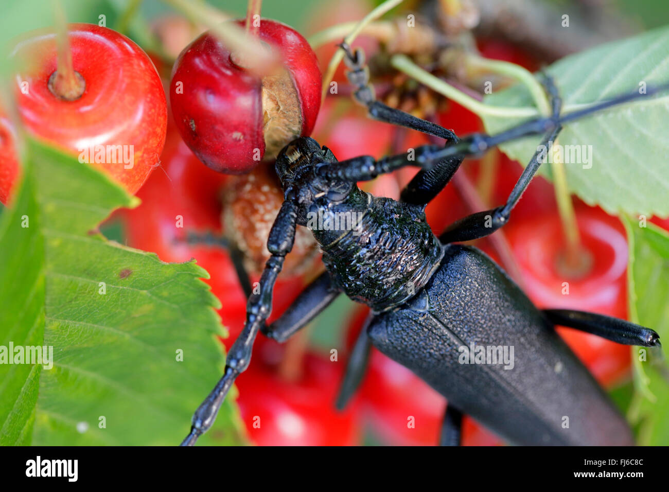 Comestible insects hi-res stock photography and images - Alamy
